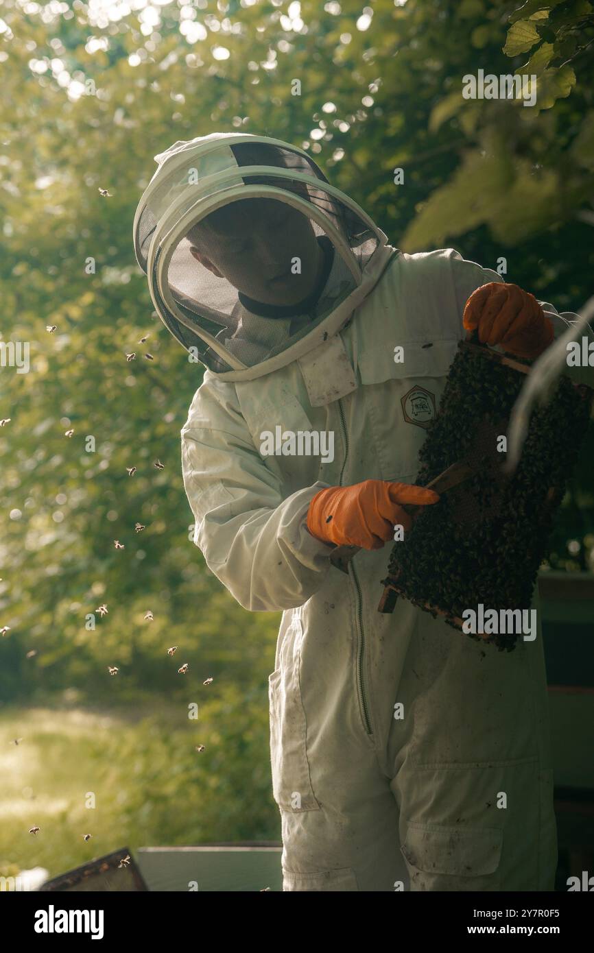 Bee keeper working with honey bees, man made bee hive Stock Photo - Alamy