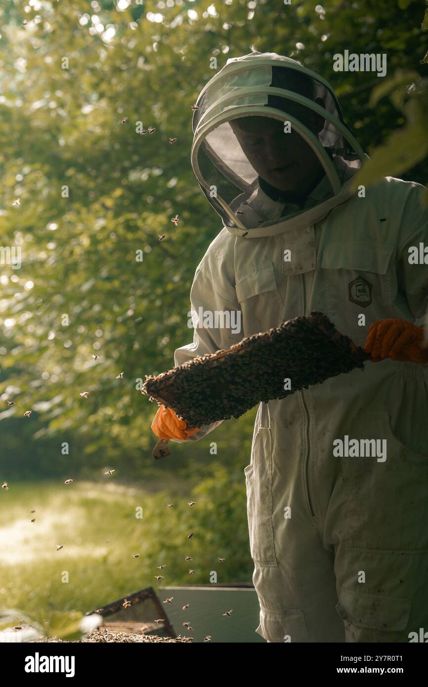Bee keeper working with honey bees, man made bee hive Stock Photo - Alamy