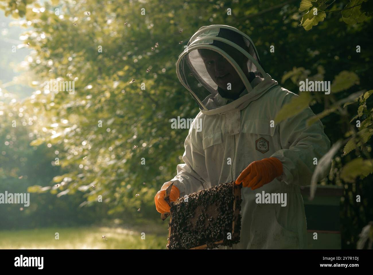 Bee keeper working with honey bees, man made bee hive Stock Photo - Alamy