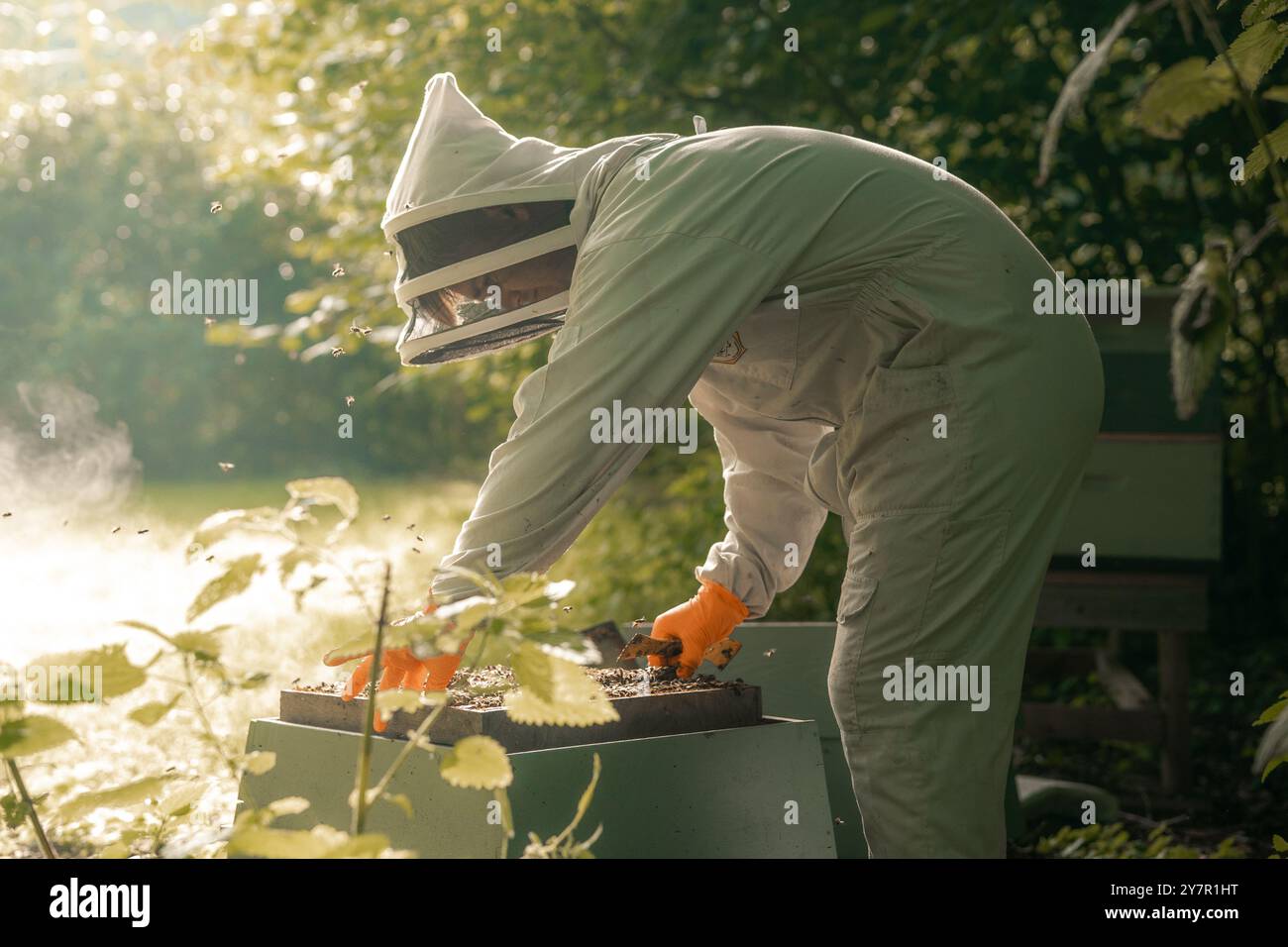 Bee keeper working with honey bees, man made bee hive Stock Photo - Alamy