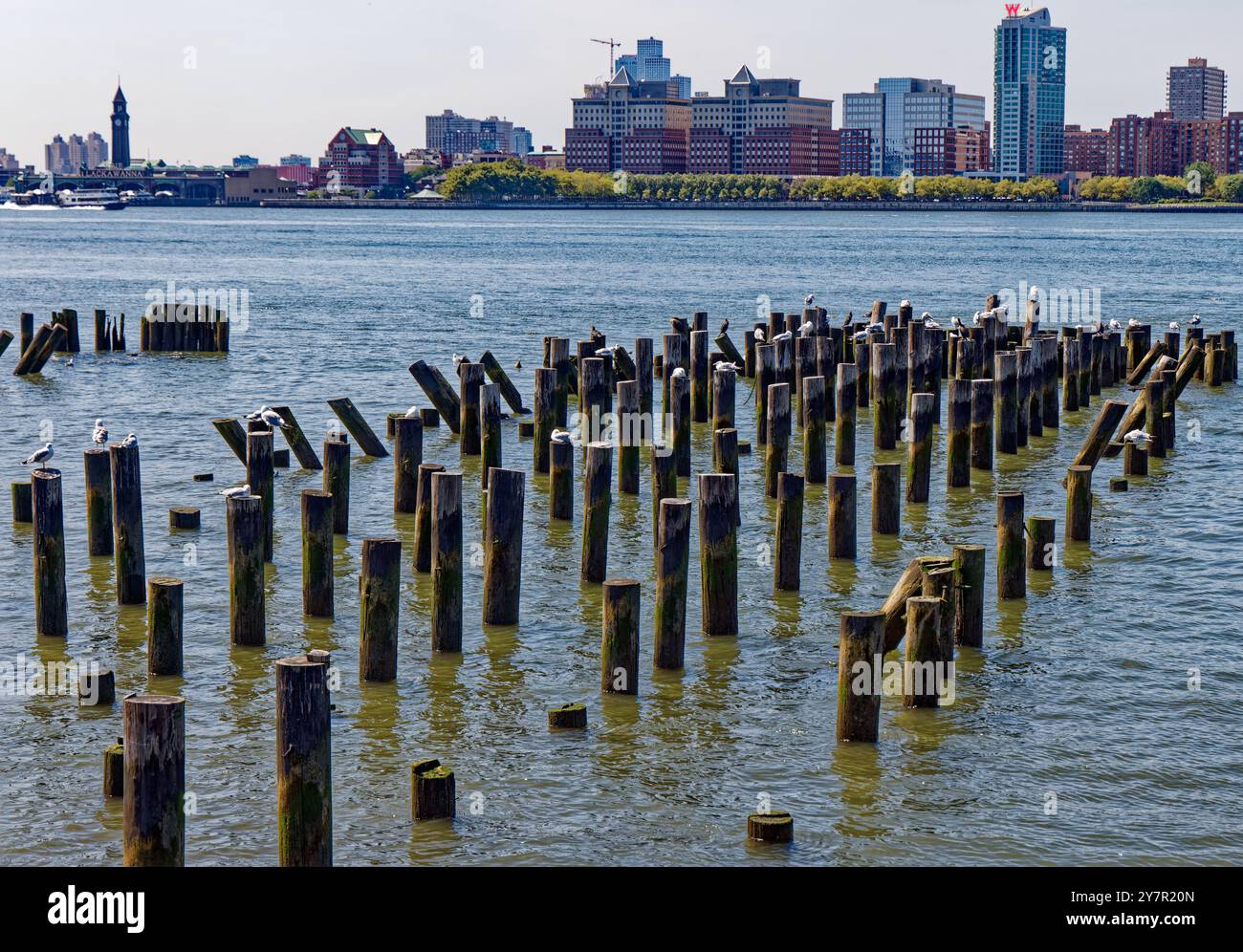 A forest of pilings remain at Pier 56, part of the Chelsea Piers ...