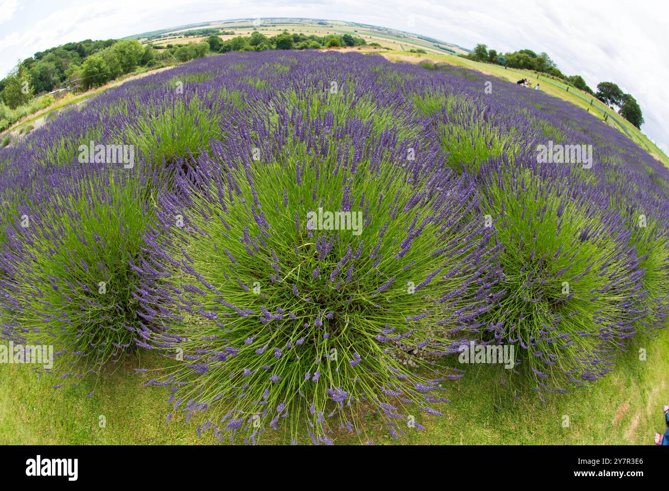 Lavender Field, Yorkshire Stock Photo - Alamy