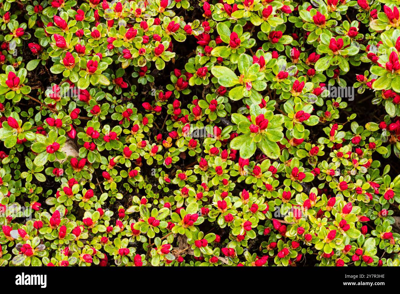 Azalea bush hi-res stock photography and images - Alamy