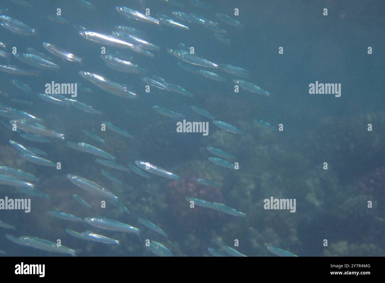 small fishes in the red sea (milkfish Stock Photo - Alamy