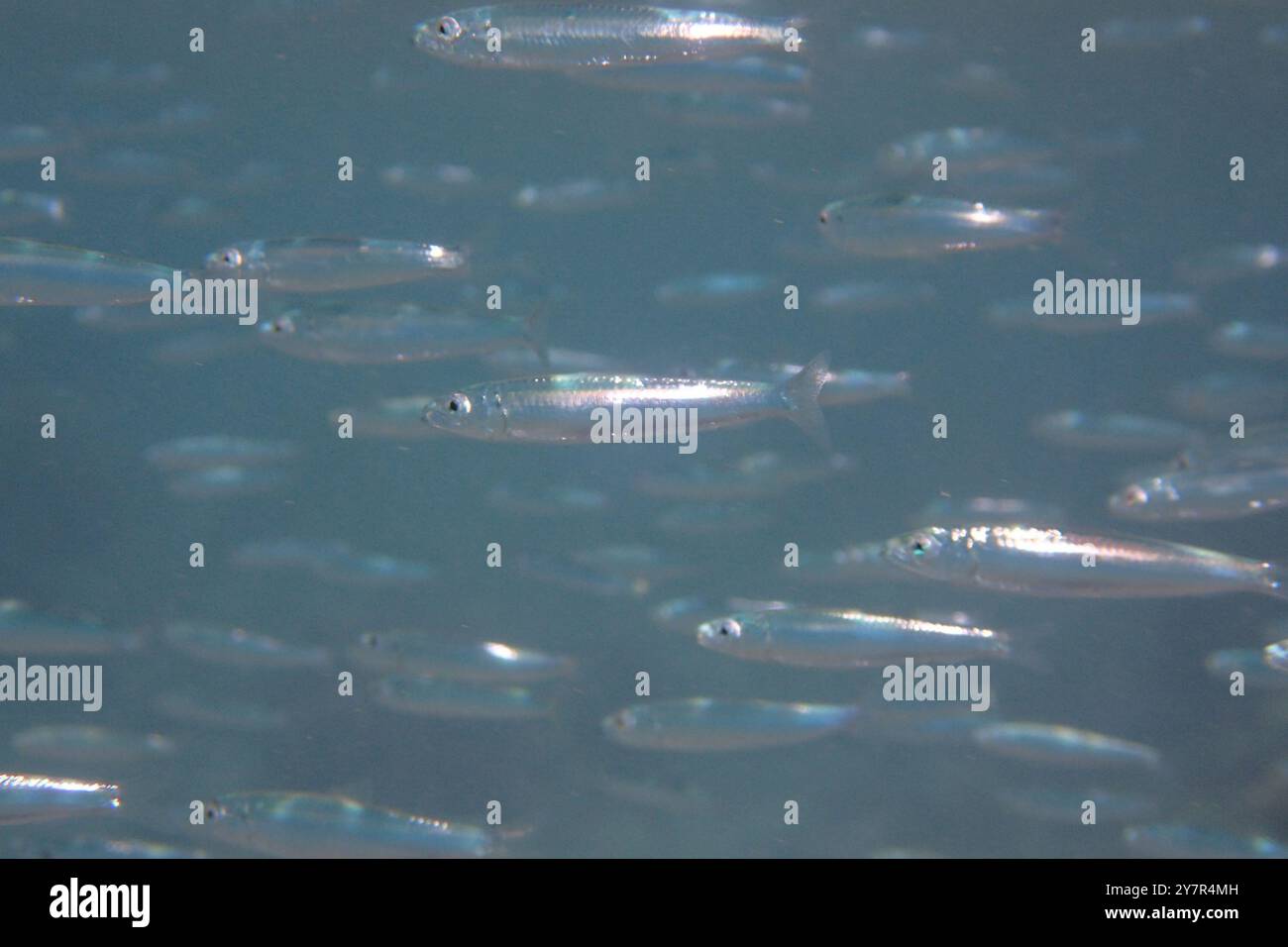 small fishes in the red sea (milkfish Stock Photo - Alamy