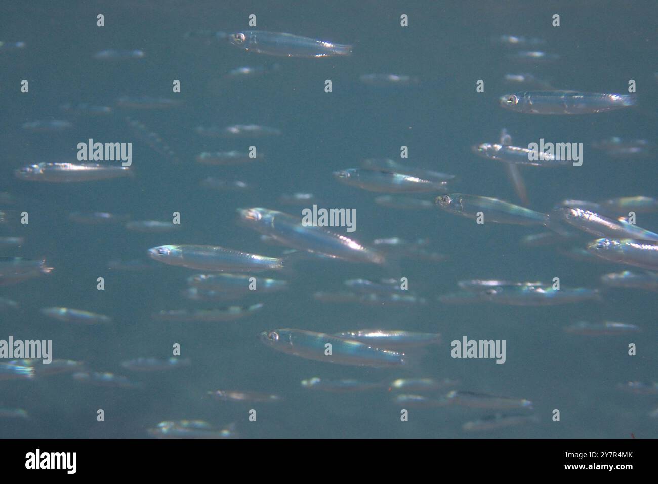 small fishes in the red sea (milkfish Stock Photo - Alamy