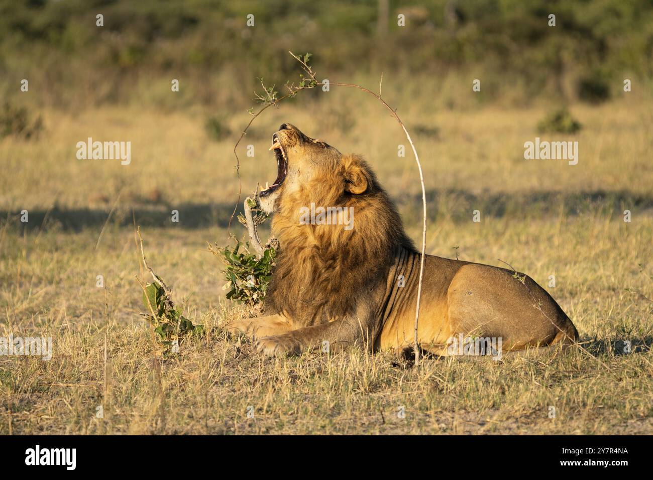Lion (Panthera leo), horizontal portrait of a male with his mouth wide ...