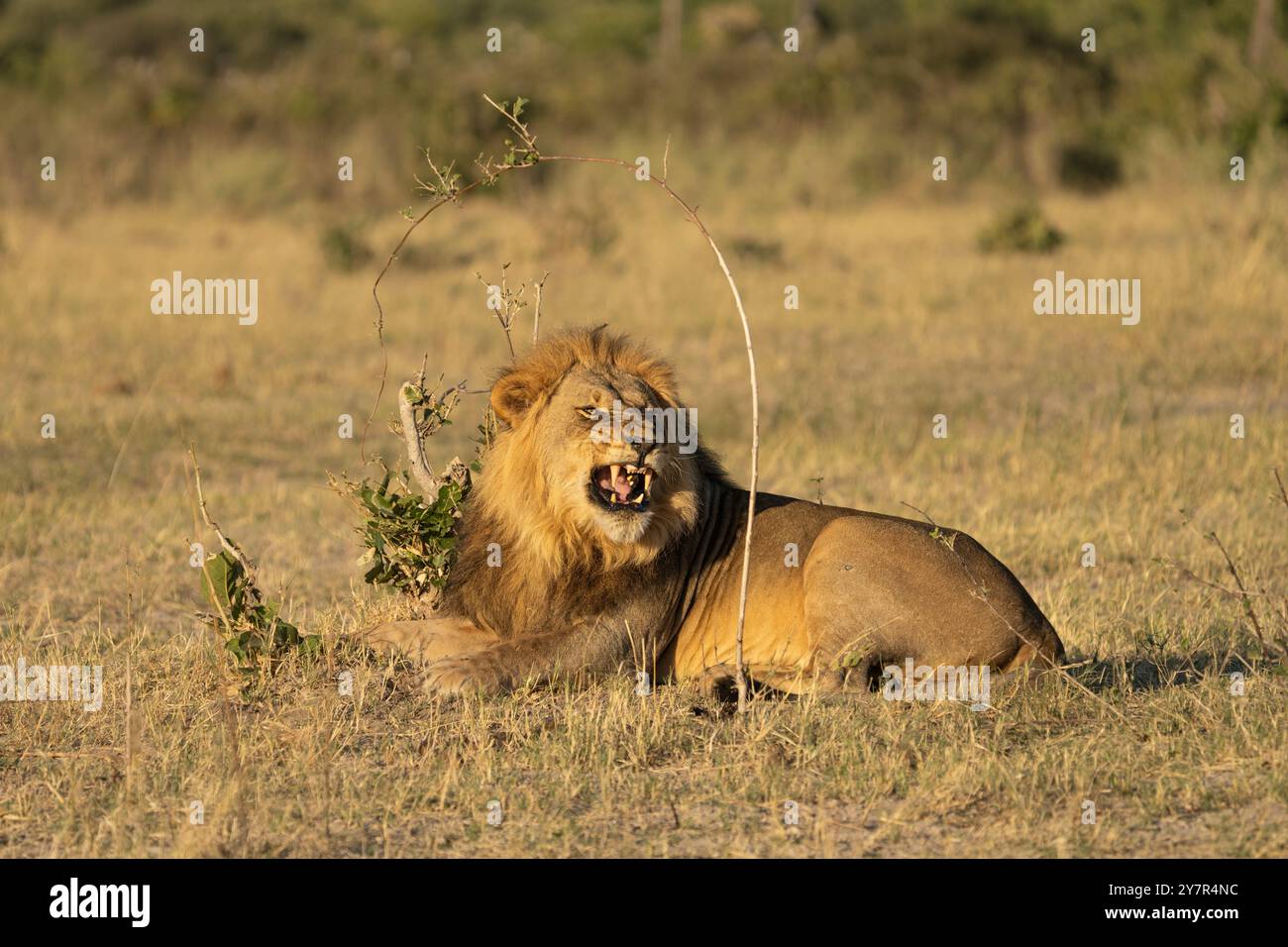 Lion (Panthera leo), horizontal portrait of a male with his mouth wide ...