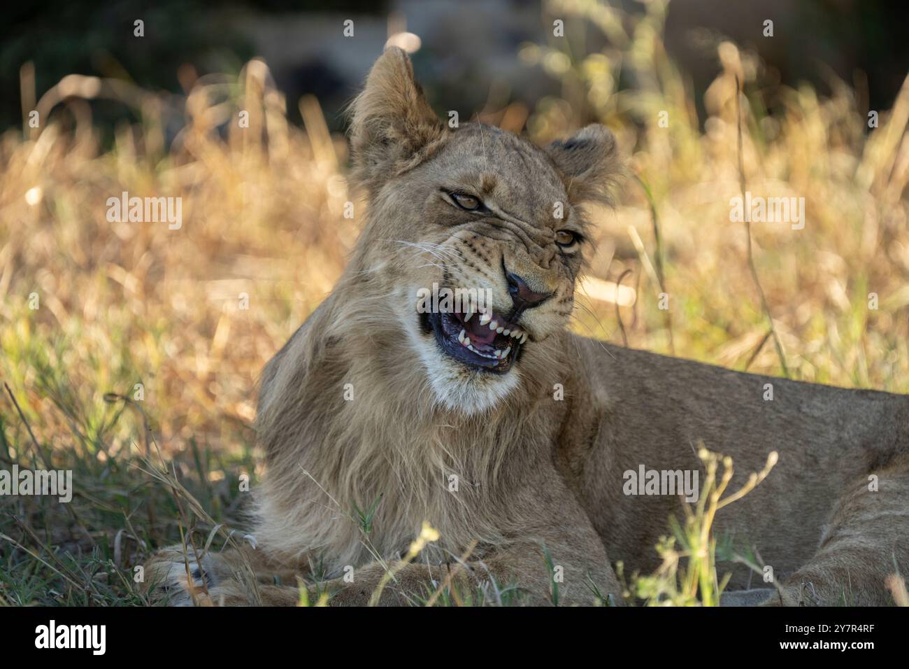 Lion cub (Panthera leo),starting to yawn with mouth open. Horizontal ...