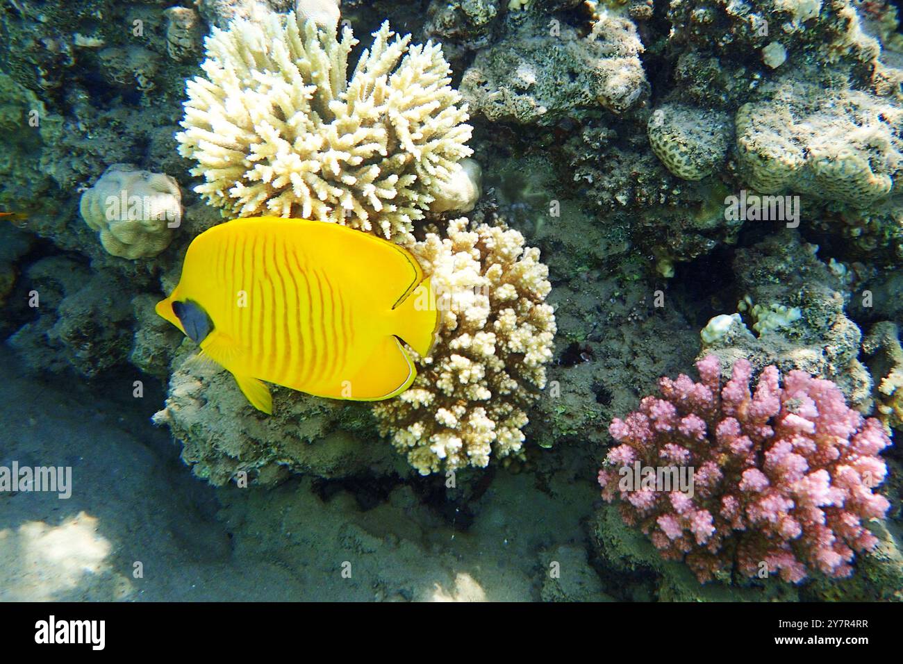 Bluecheek butterflyfish, Chaetodon semilarvatus from the Red Sea Stock ...