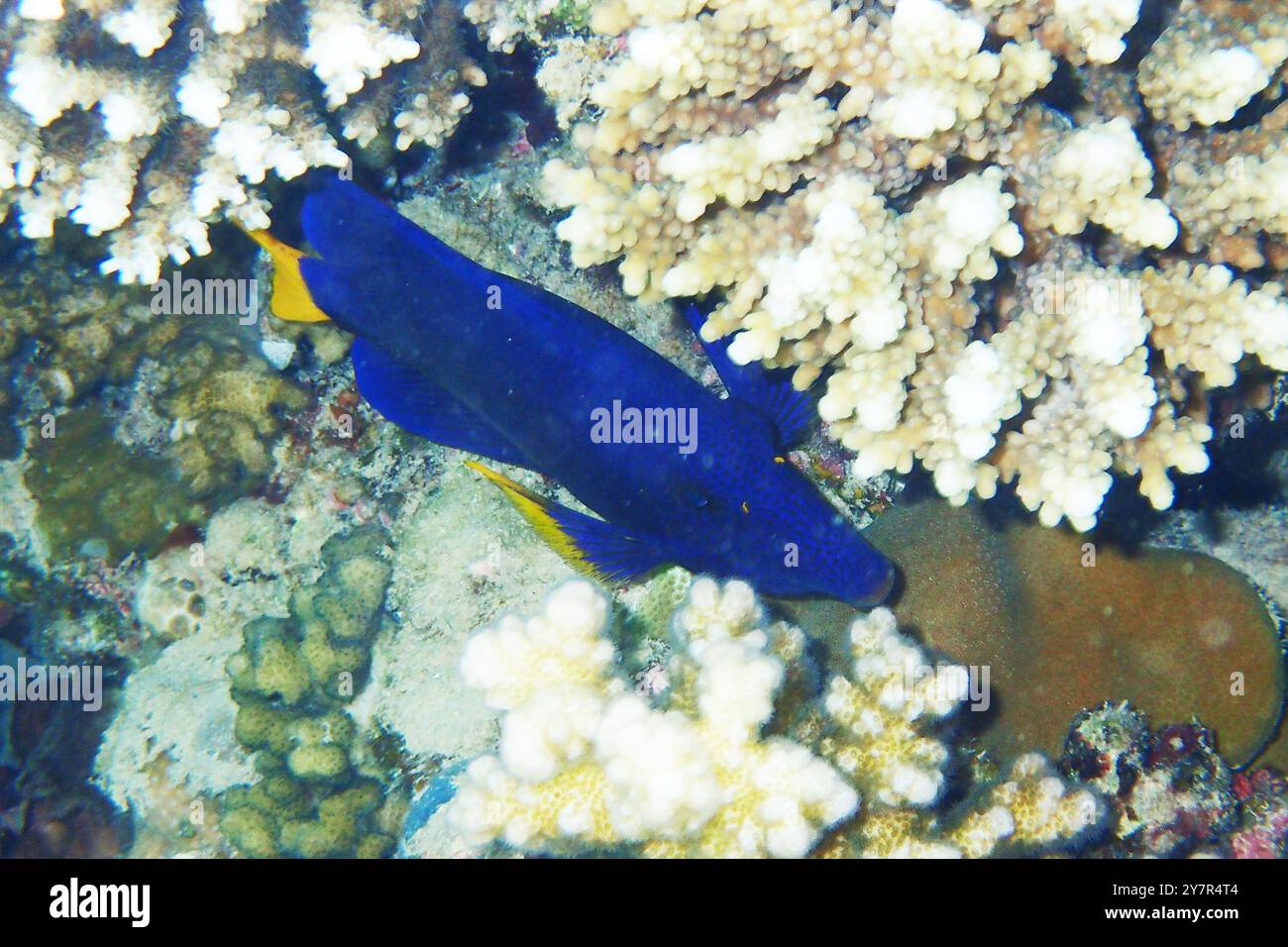 Yellowtail tang - (Zebrasoma xanthurum) fish from the Red sea Stock ...