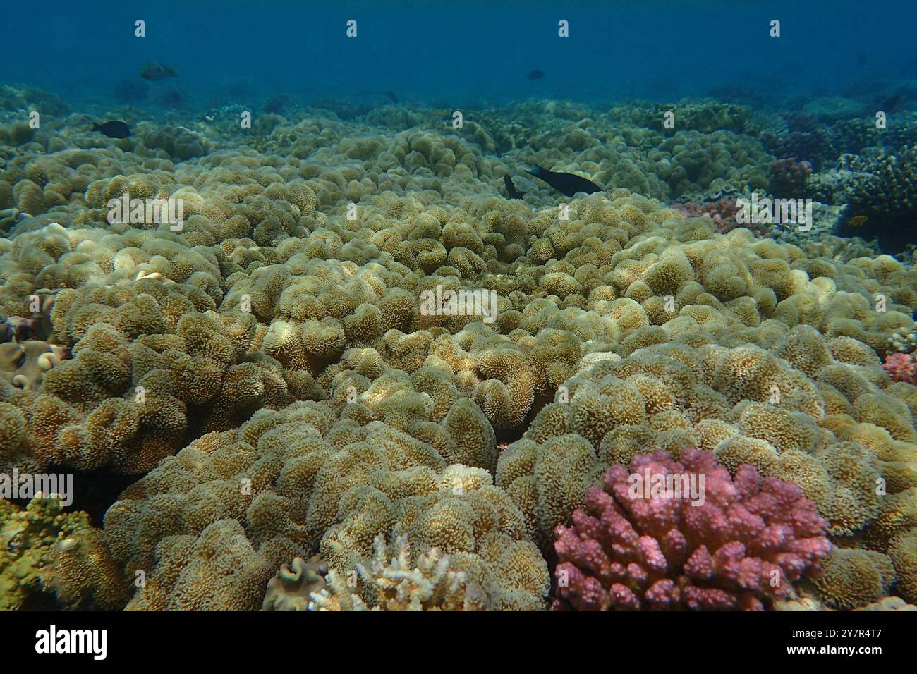 Litophyton arboreum corals from red sea Egypt Stock Photo - Alamy