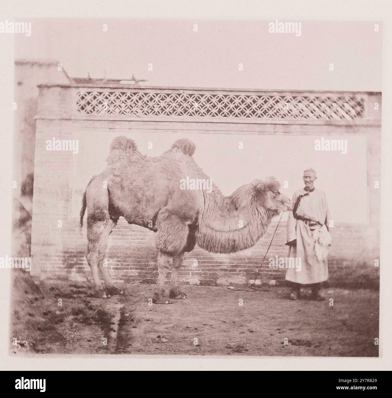 Vintage photo of a Chinese man with a very furry camel, standing in ...