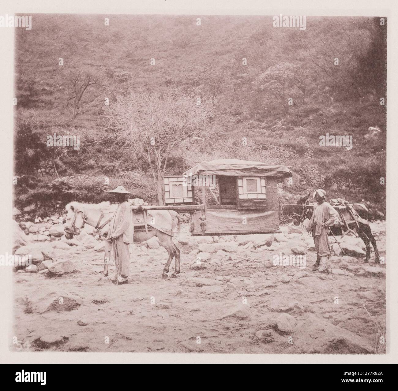 Two mules hi-res stock photography and images - Alamy