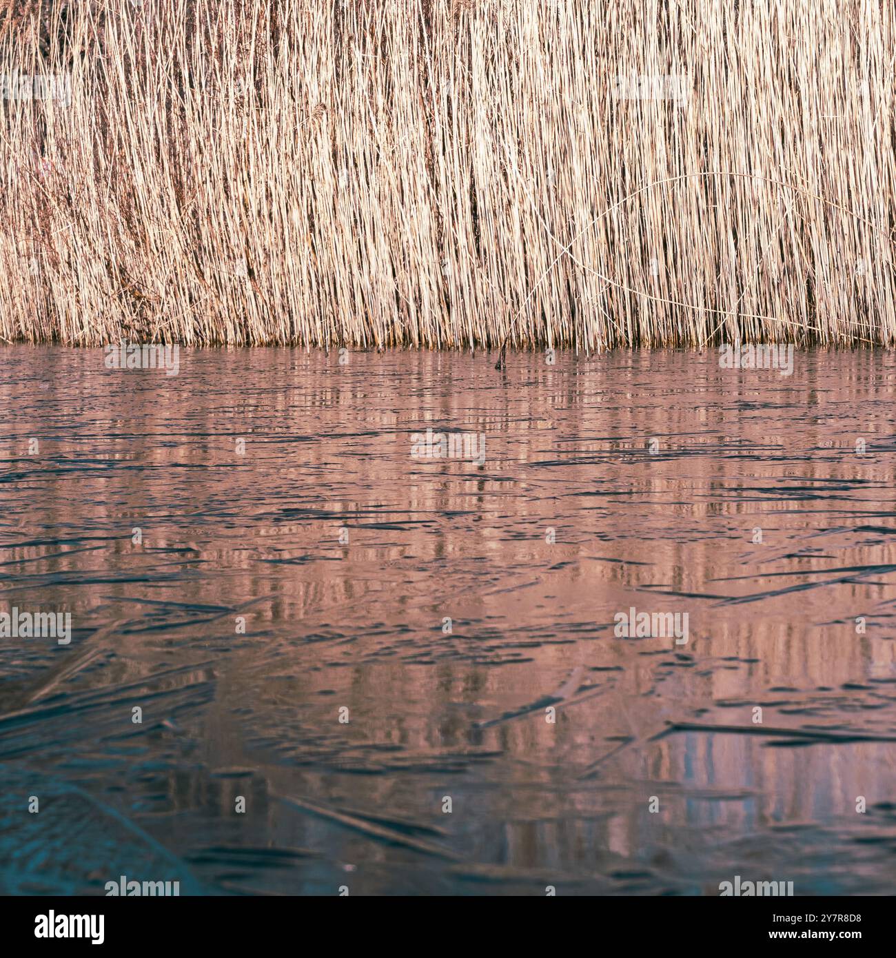 Heathland reeds frozen in place with textured cracked ice, Dwingeler ...