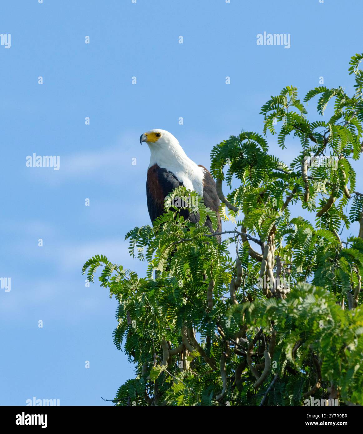 Found through-out the Continent where there is permanent water, the ...