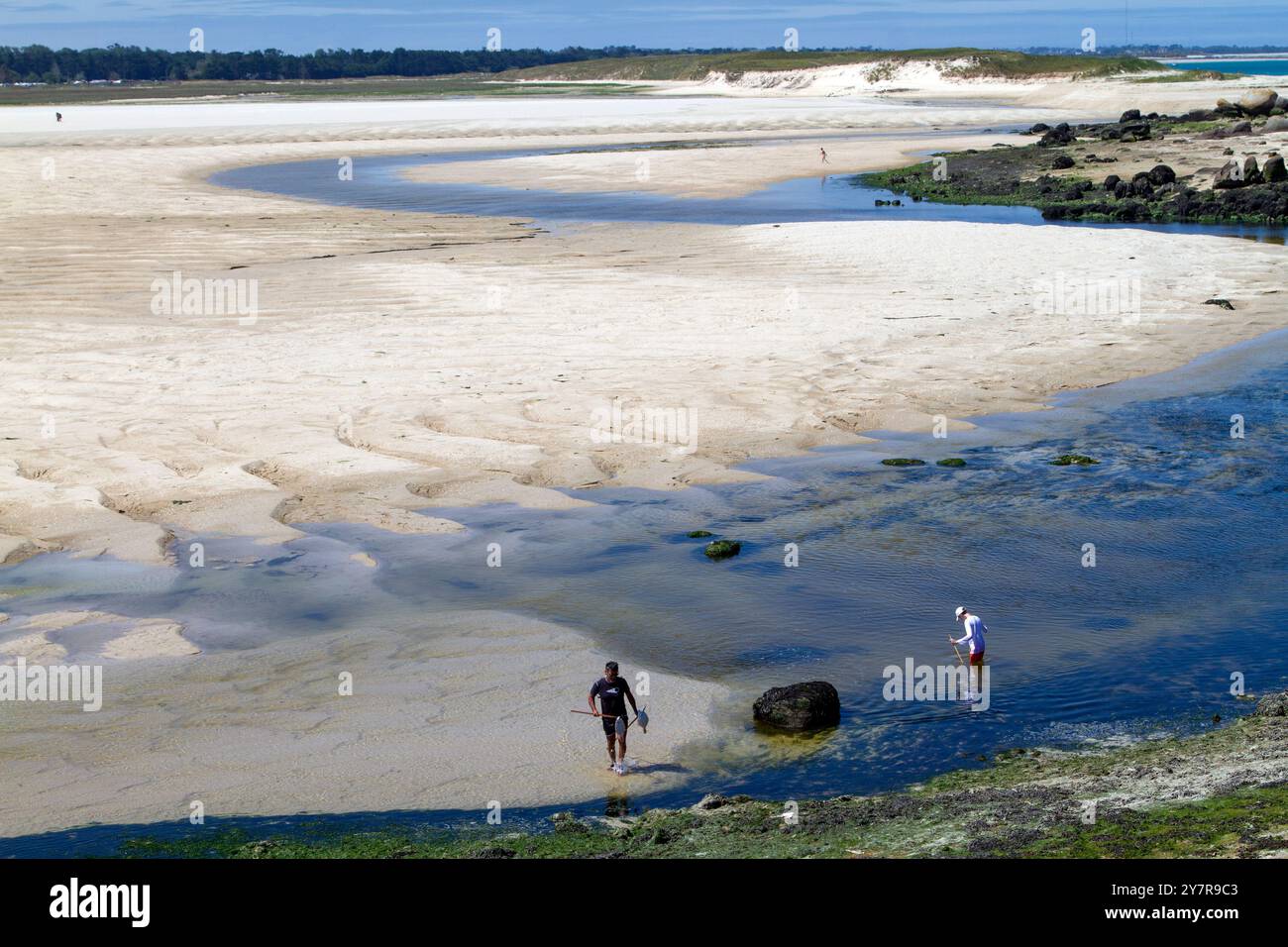 Plie carrelet hi-res stock photography and images - Alamy