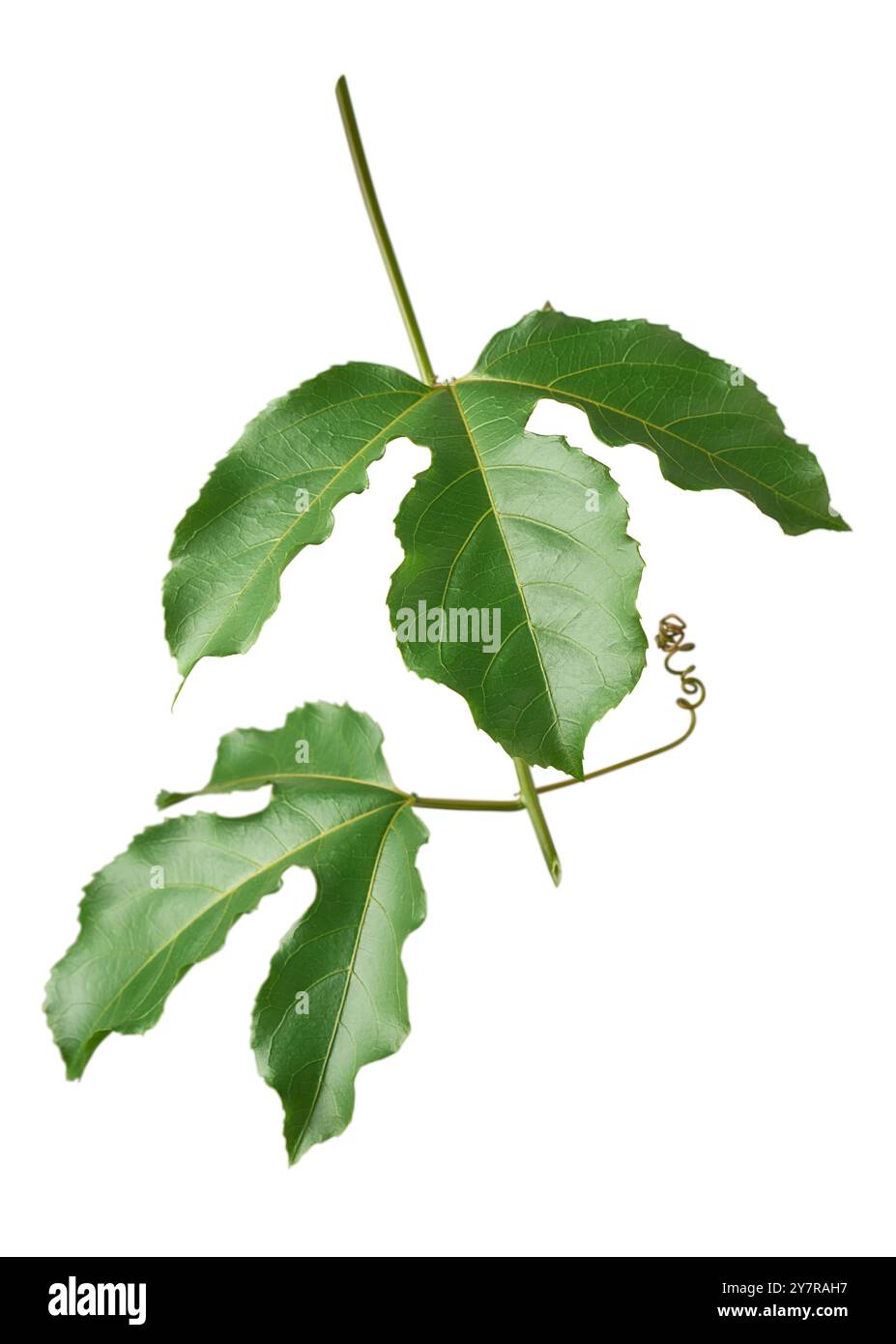 passion fruit plant leaves isolated white background, glossy textured ...