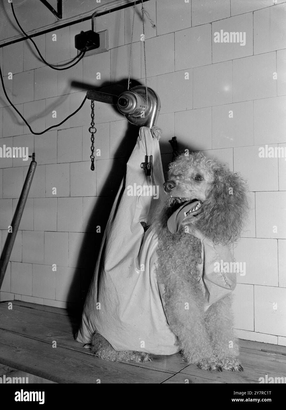 FRENCH POODLES GET THE FULL TREATMENT. With spring fashions already in ...