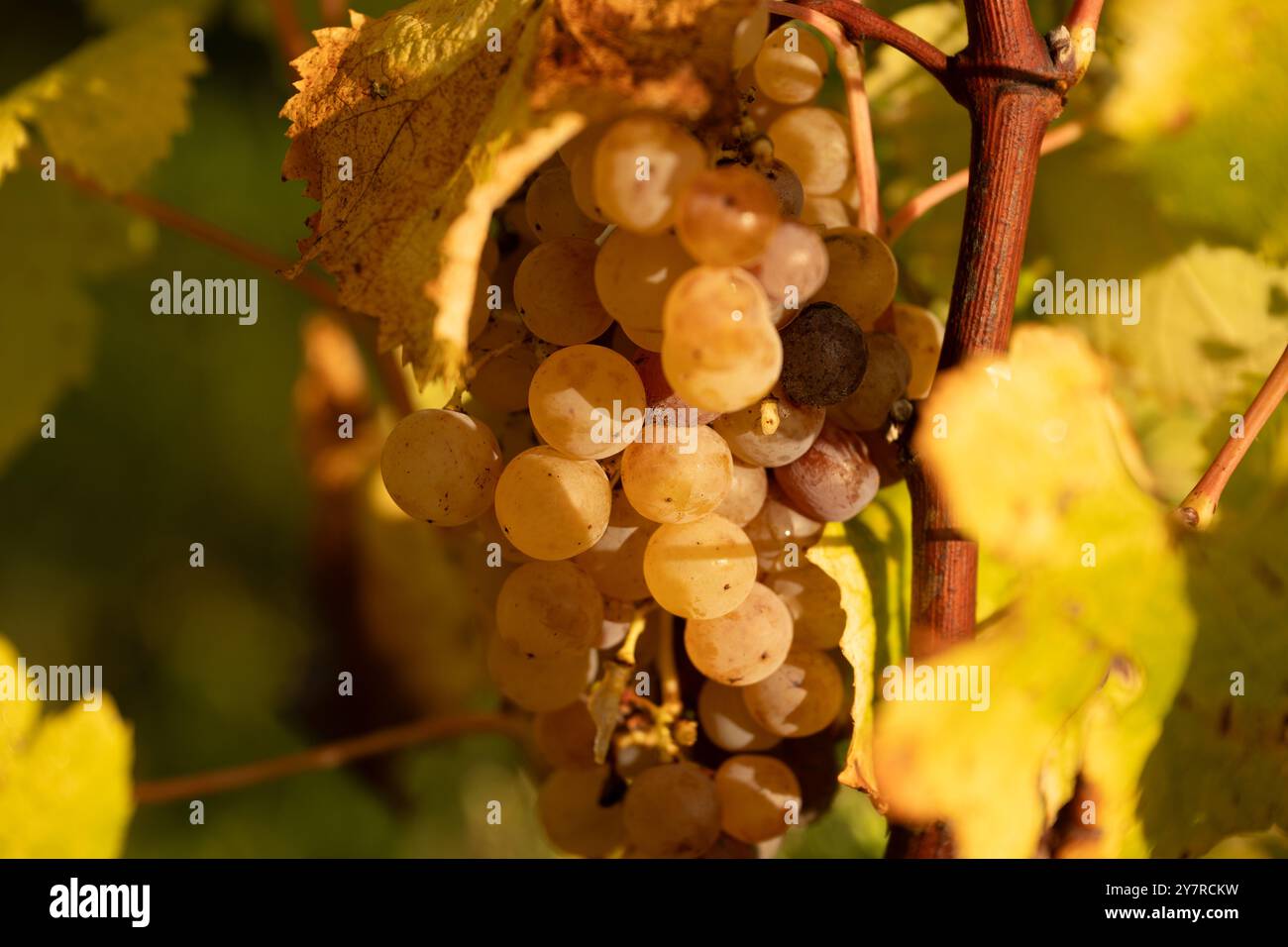 Noble rot of a wine grape, botrytised grapes in sunshine Stock Photo ...