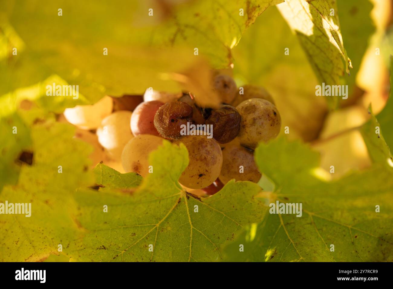 Noble rot of a wine grape, botrytised grapes in sunshine Stock Photo ...