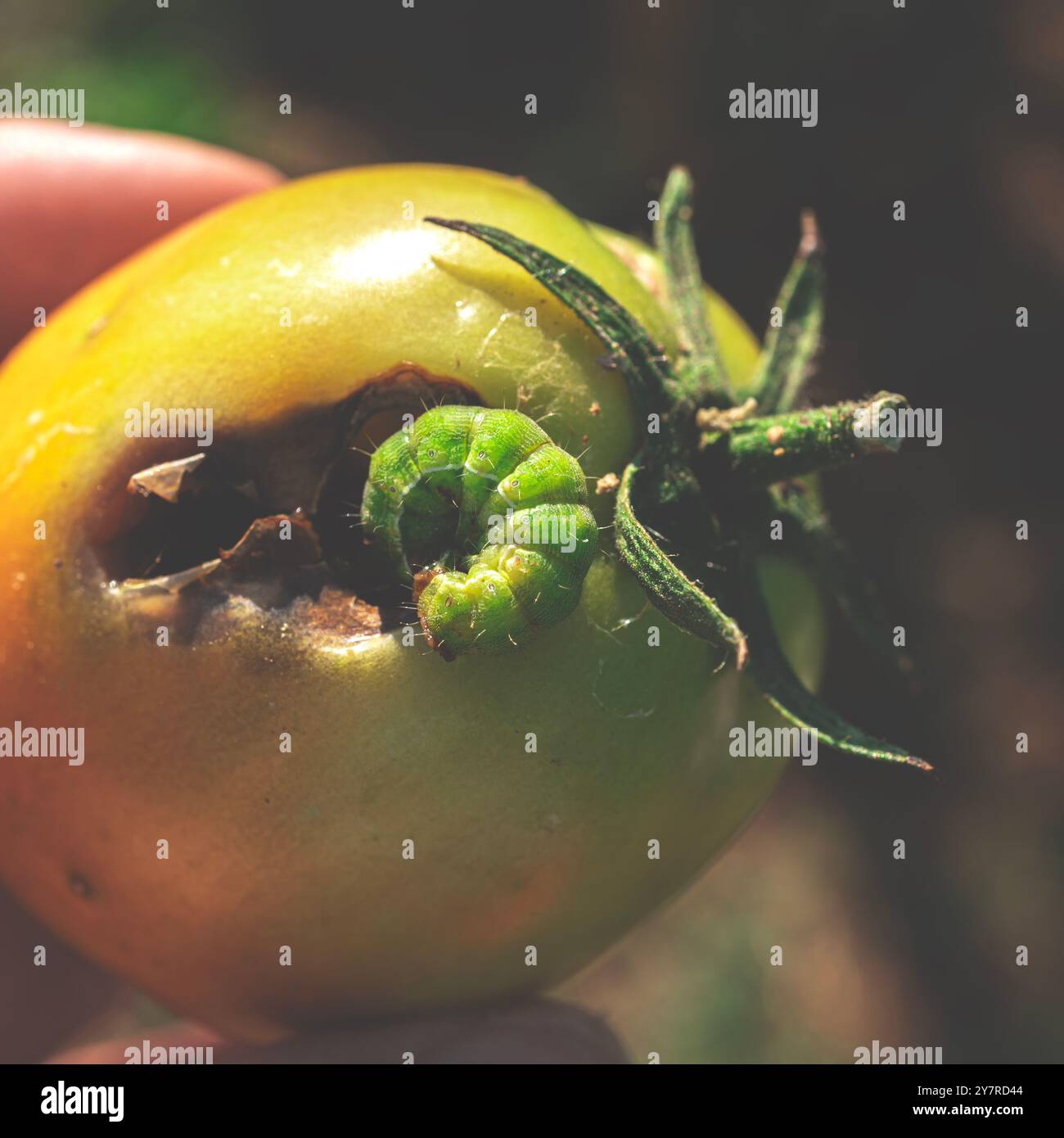Green caterpillar close-up. Garden parasites destroy tomatoes Stock ...