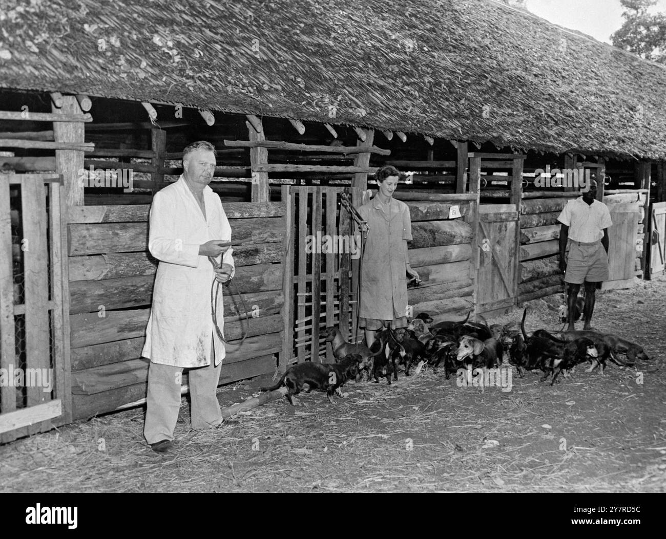 Kenya Police dogs - training kennel Stock Photo - Alamy