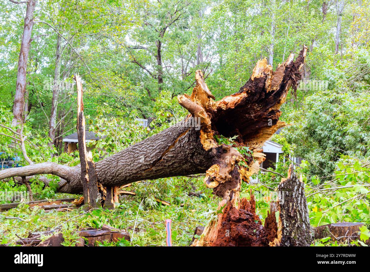 Storm hurricane caused uprooted broken trees to fall onto road Stock ...