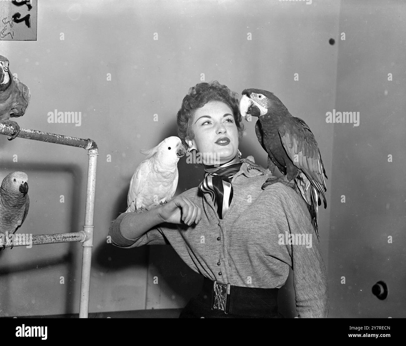 10th national exhibition of cage birds hi-res stock photography and ...
