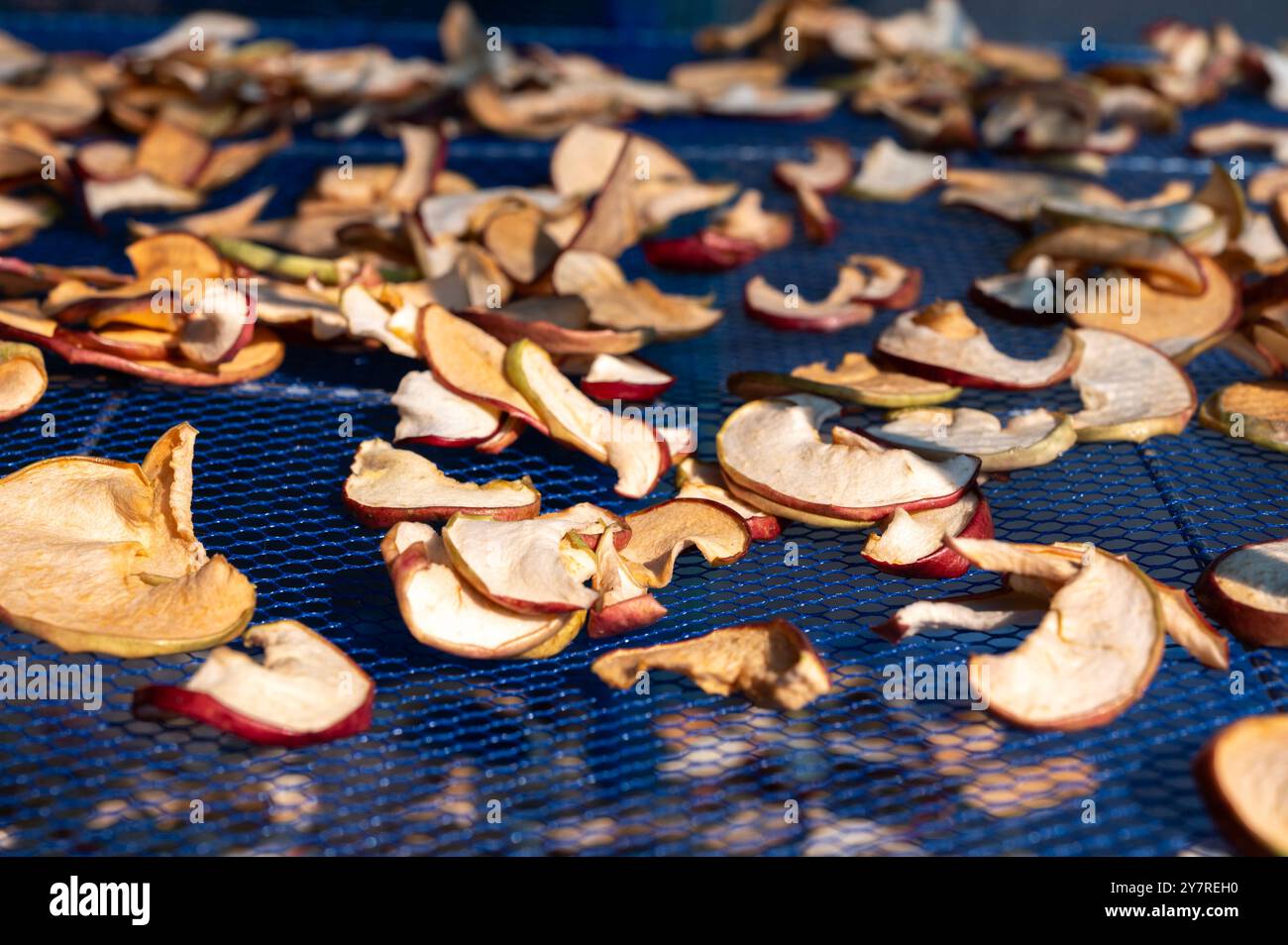 Drying apples. Dried fruit. Harvesting apples for the winter Stock ...