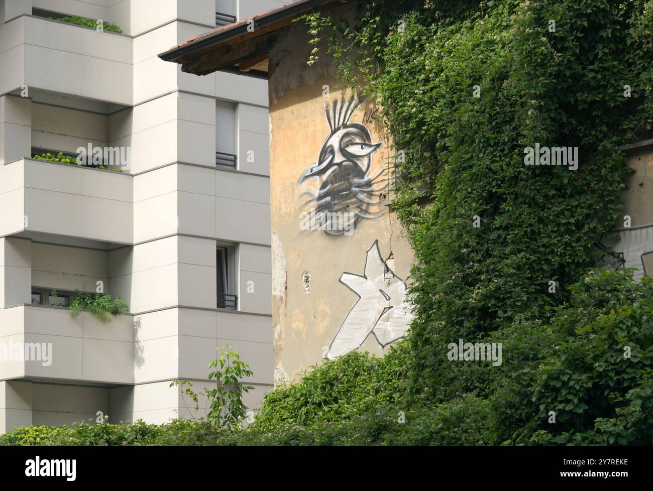 run down house with climbing vegetation beside a new apartment block ...