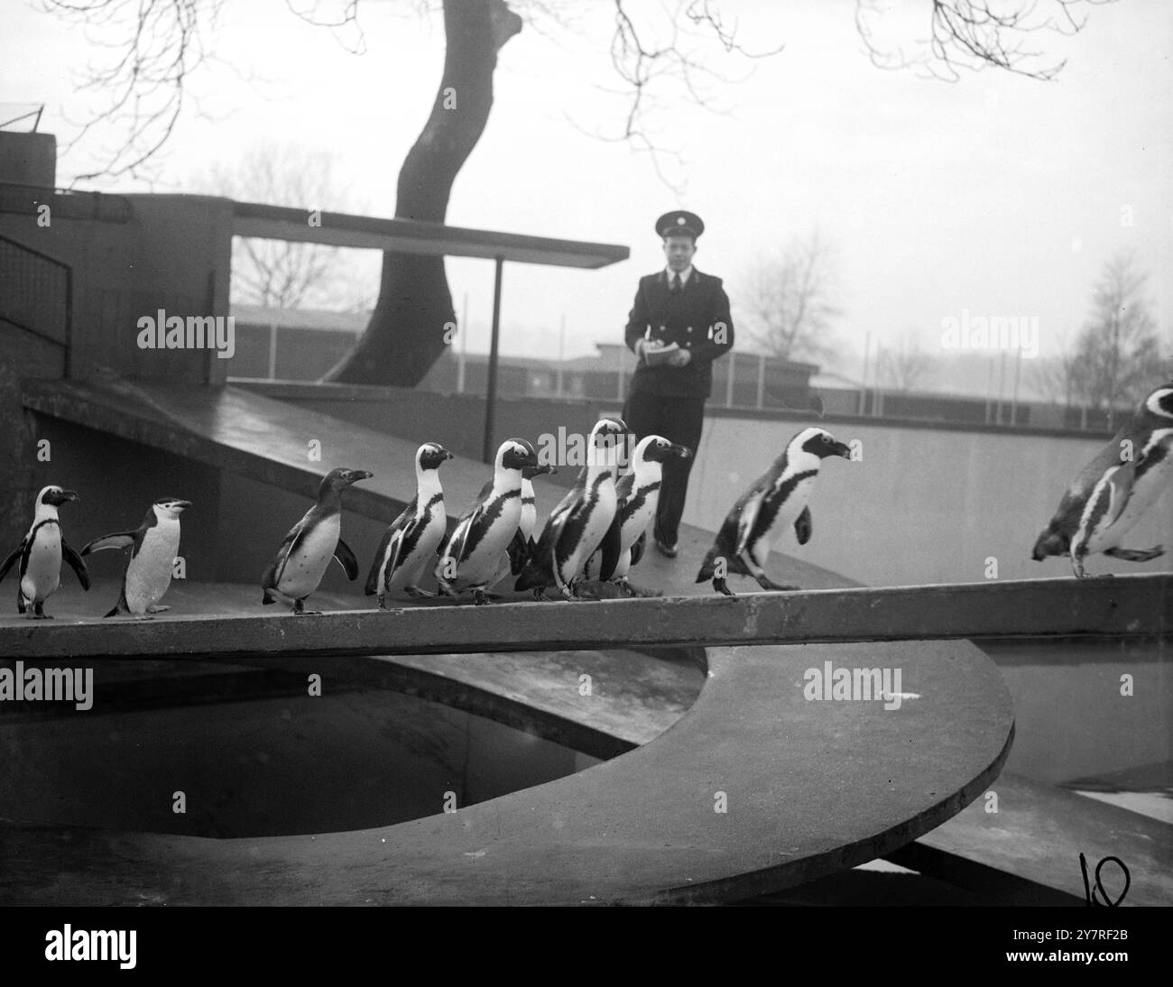 Census day at london zoo hi-res stock photography and images - Alamy