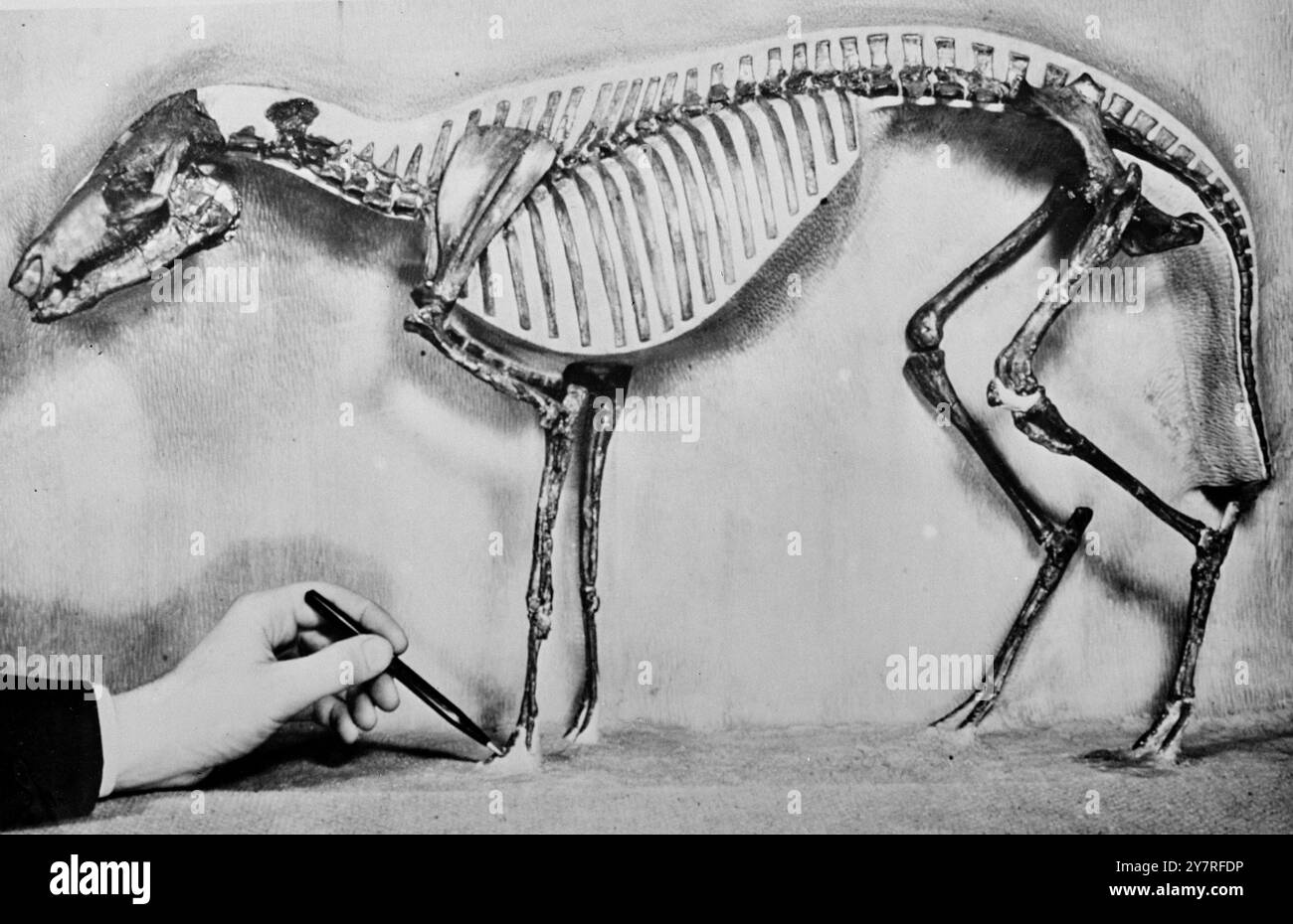 Skeleton on a horse Black and White Stock Photos & Images - Alamy