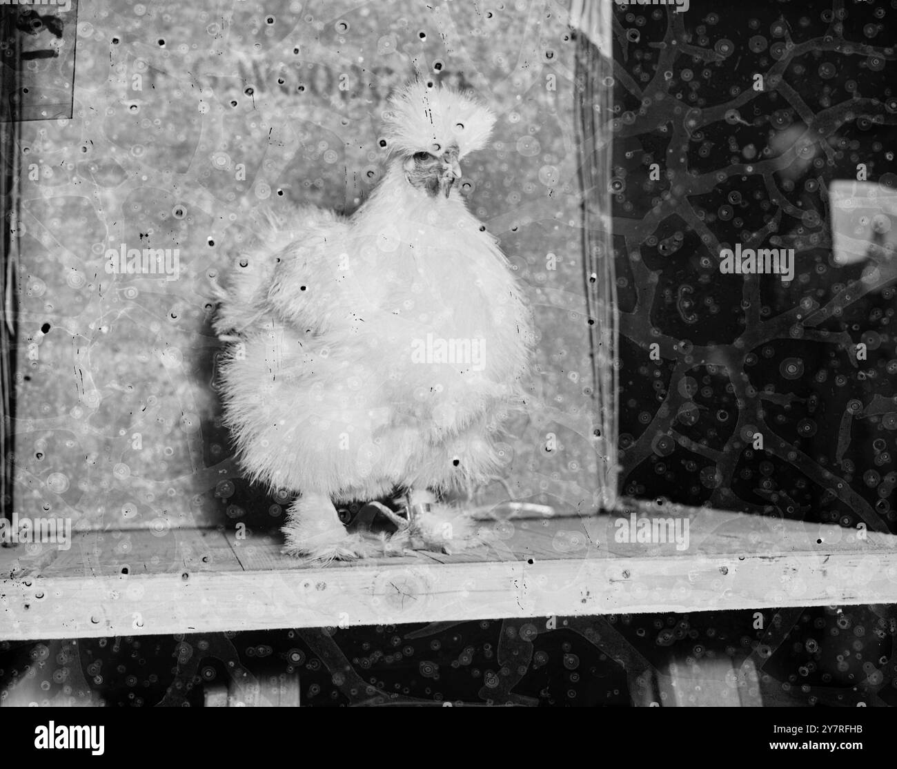 Would this head-wear get the bird? Hat styles galore are on show in ...