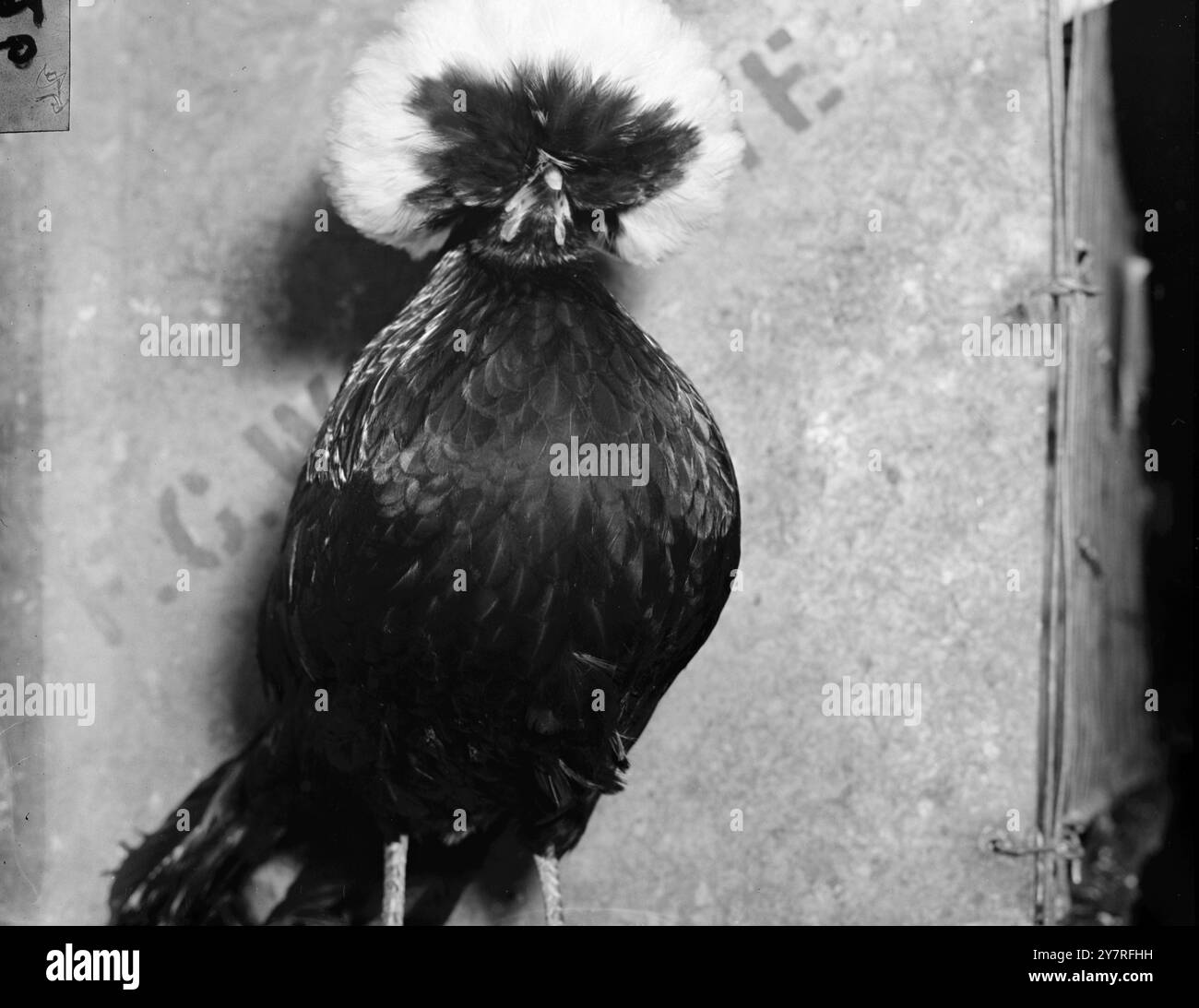 White crested polish bantam hi-res stock photography and images - Alamy