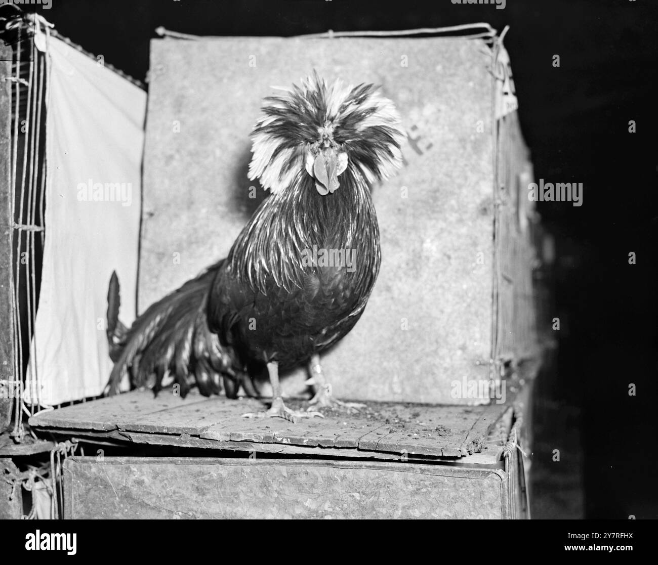 Polish week Black and White Stock Photos & Images - Alamy