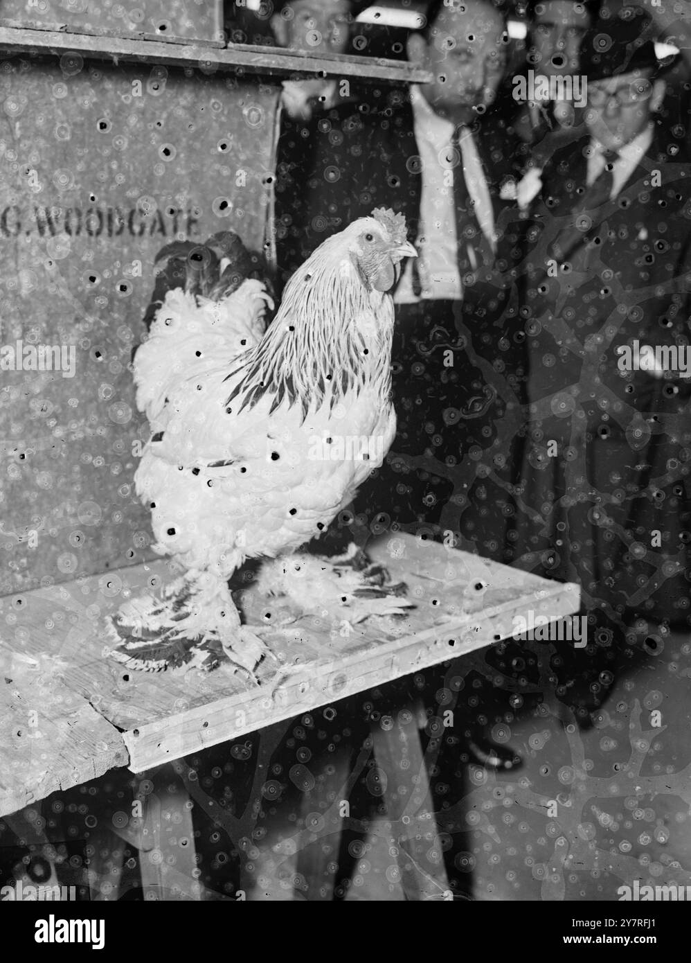 Feather Foot, a bird with its own ankle-warmers, is this prize-winning ...