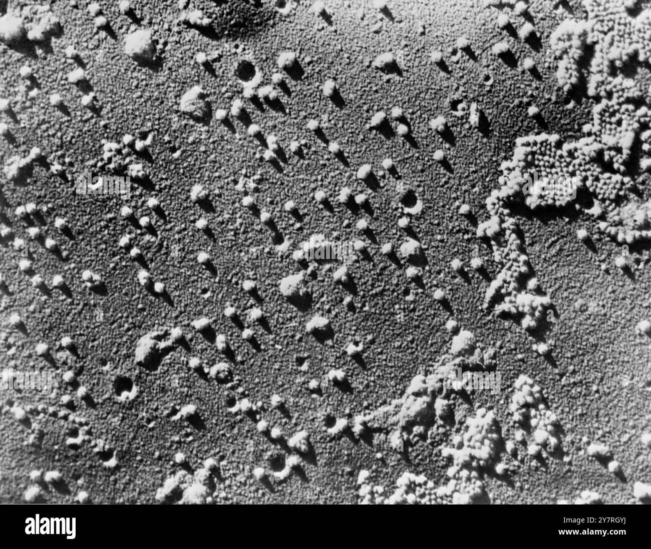 First photo of the deadly polio virus. 8.11.53. Pocono Manor, PA. This ...