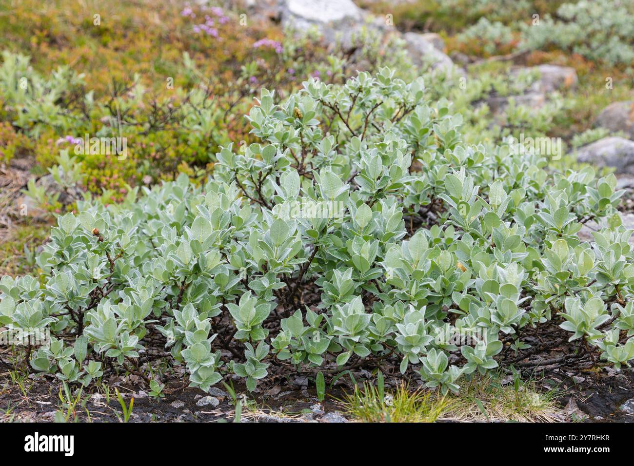 Dwarf willow growing on stones. Close-up Stock Photo - Alamy