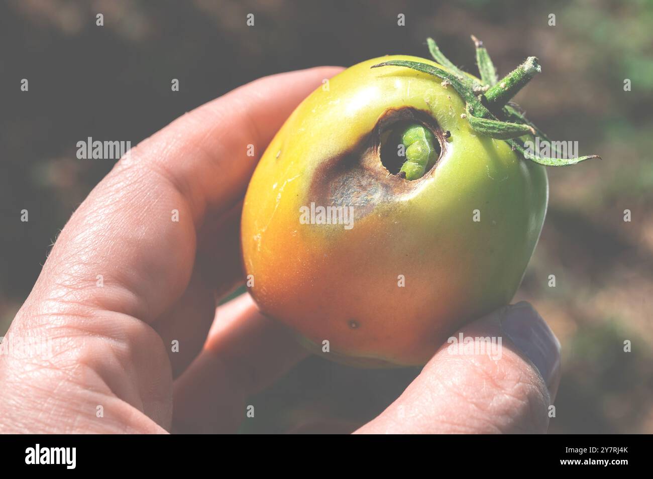 Tomato pest. Garden pests destroy crops Stock Photo - Alamy