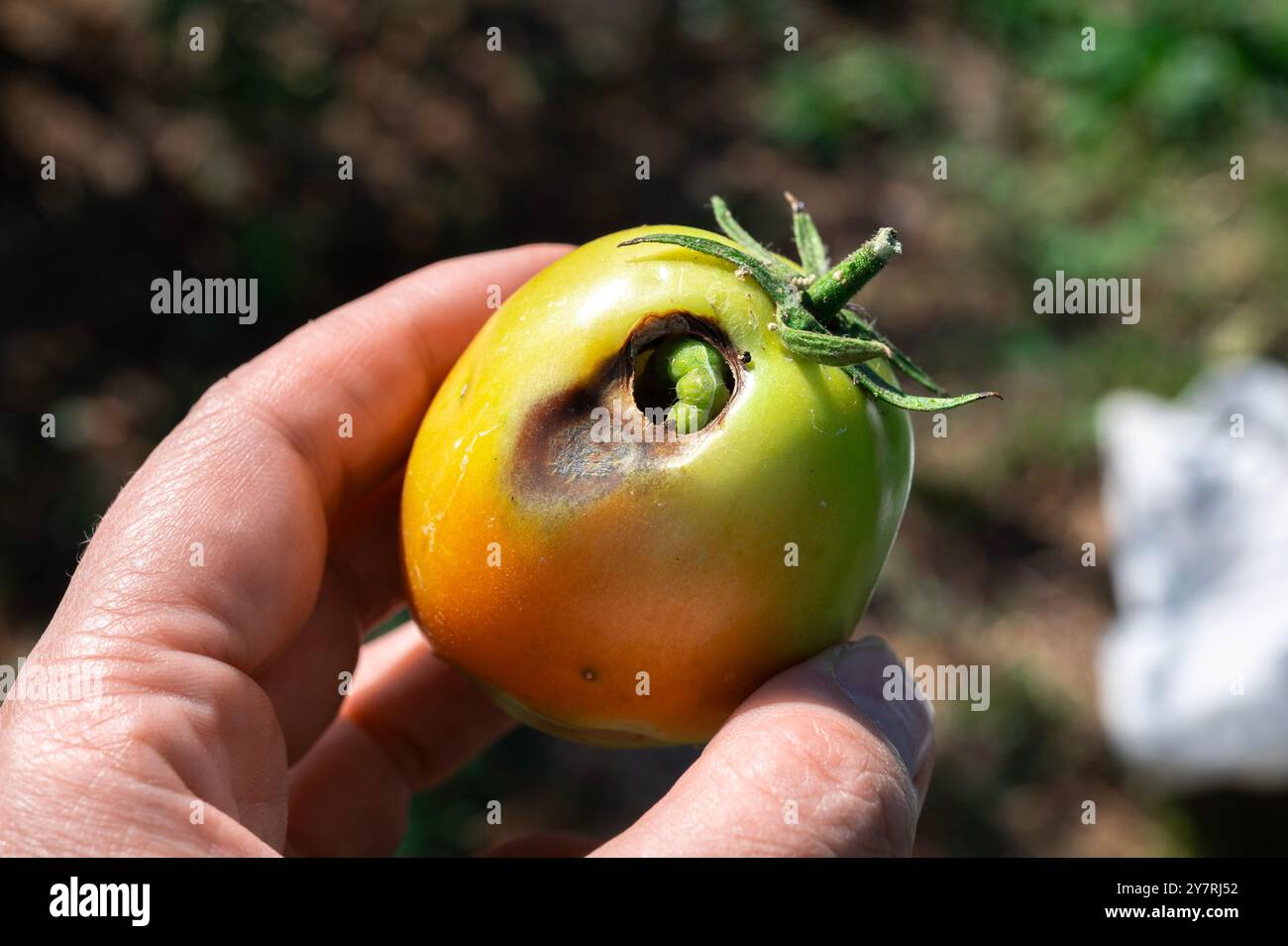 Tomato pest. Garden pests destroy crops Stock Photo - Alamy