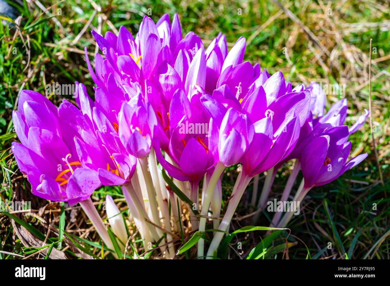 Newly bloomed Colchicum flowers, photographed up close, in autumn Stock ...