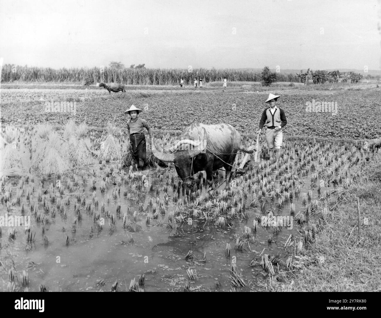 Formosa : As it has for centuries, the water buffalo still helps till ...