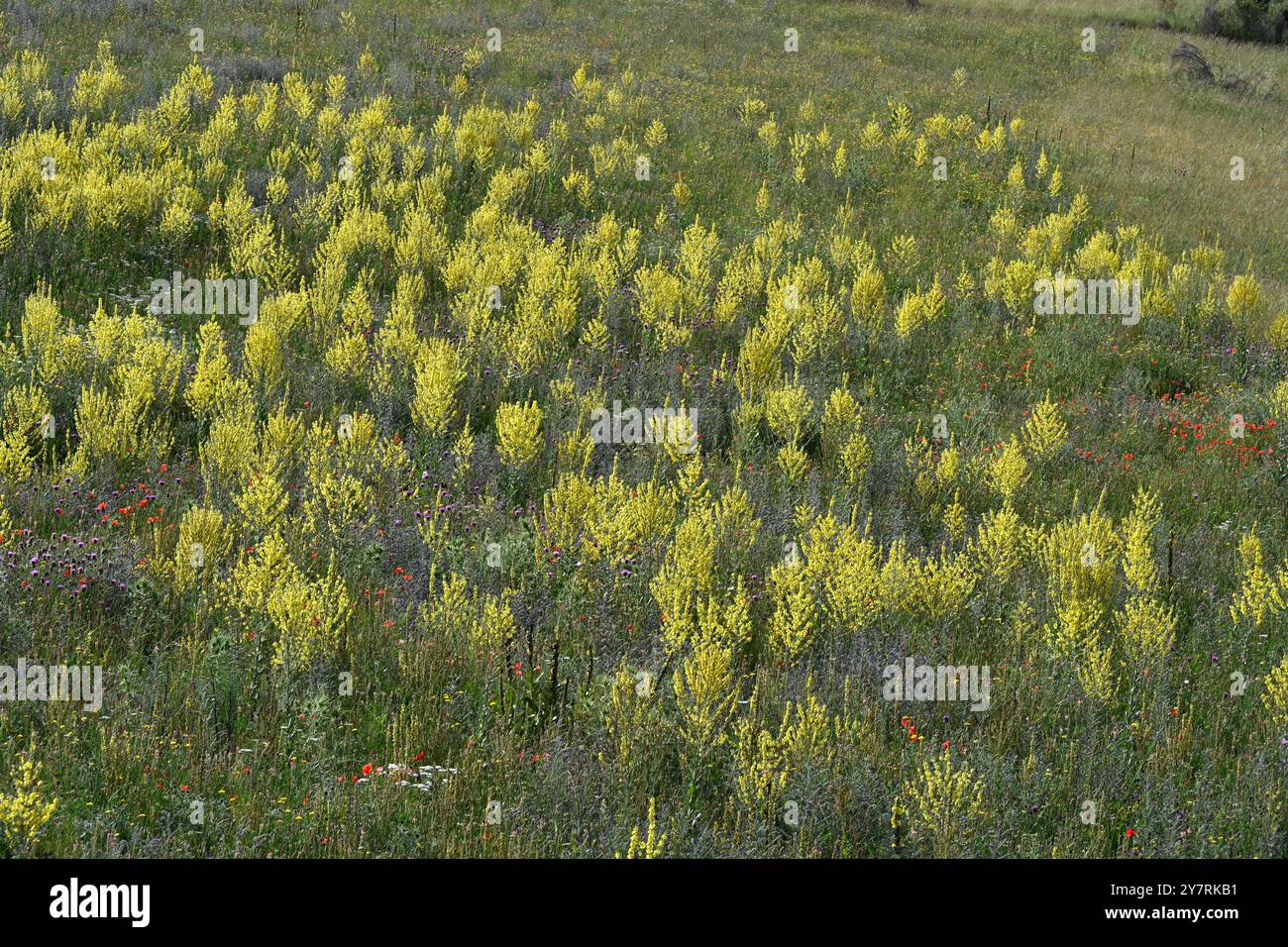 Scallop leaved mullein hi-res stock photography and images - Alamy