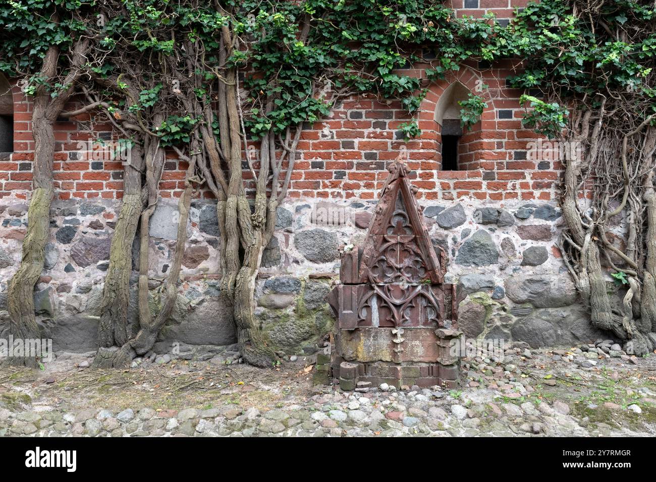 Vine climbing on the wall of a medieval chapel Stock Photo - Alamy