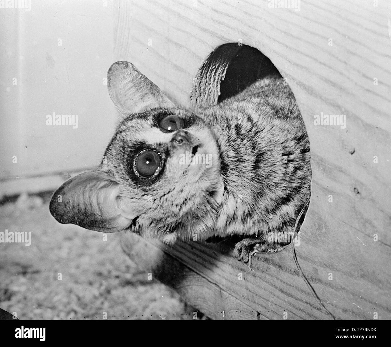 Bush baby peering through a hole Stock Photo - Alamy