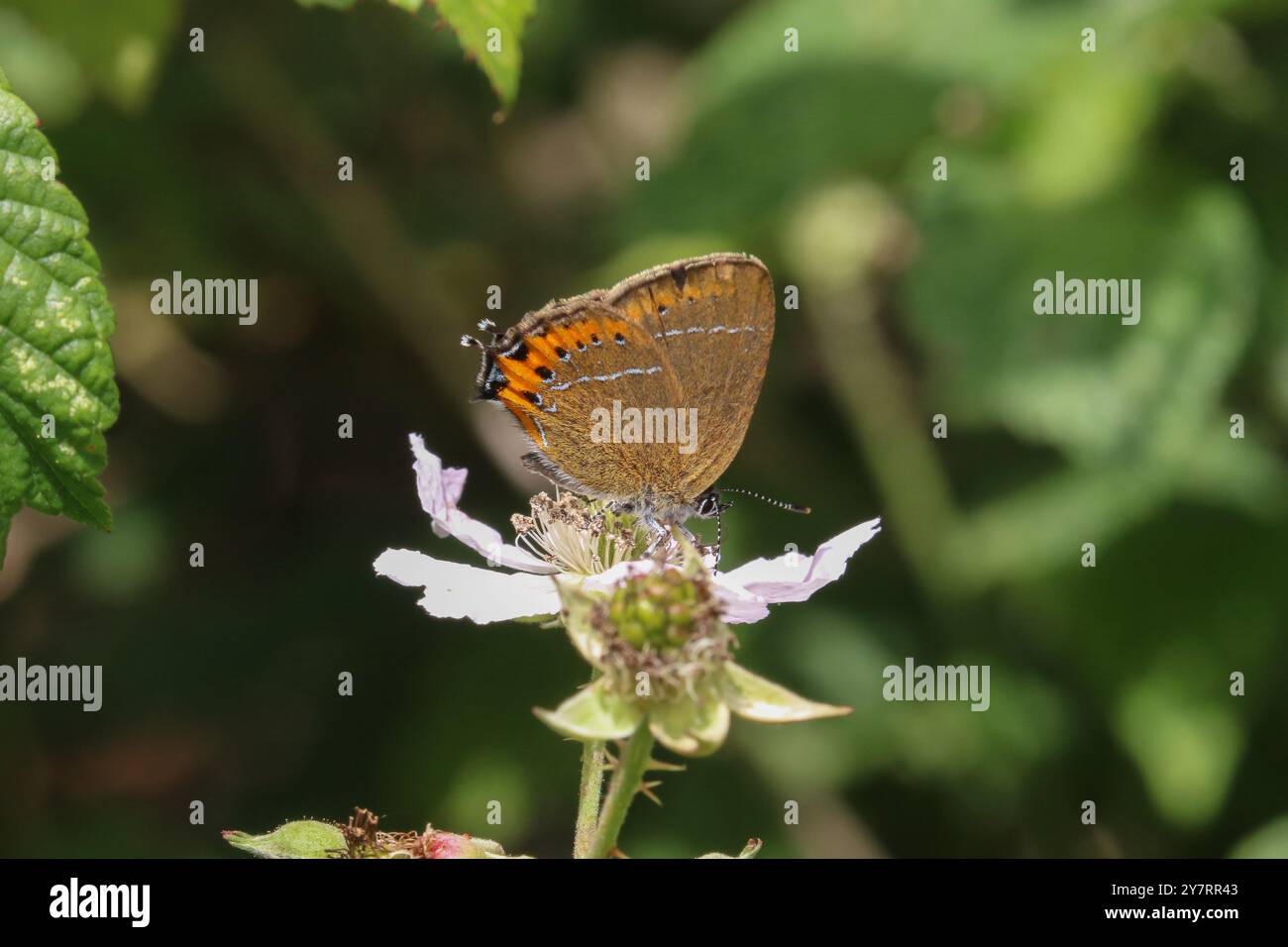 Black Hairstreak on Bramble flower- Satyrium pruni Stock Photo - Alamy