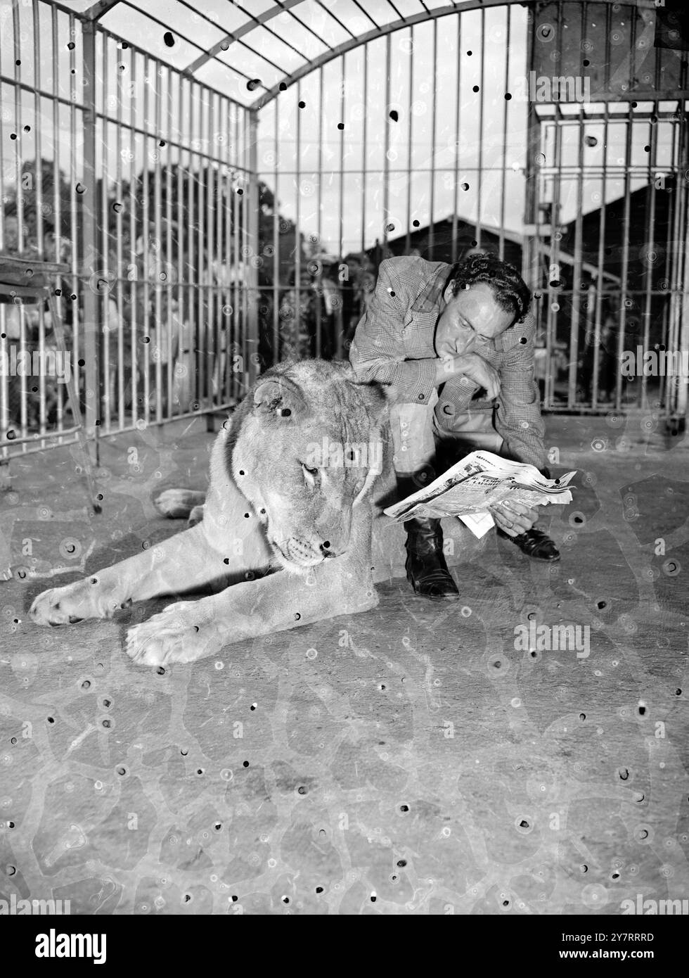 PEACEFUL AFTERNOONUsing his 500 pound lion Simba as a seat keeper David ...