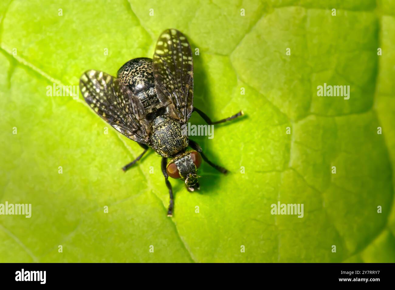 Platystoma seminationis - wide mouth fly dorsal on a green leaf Stock ...
