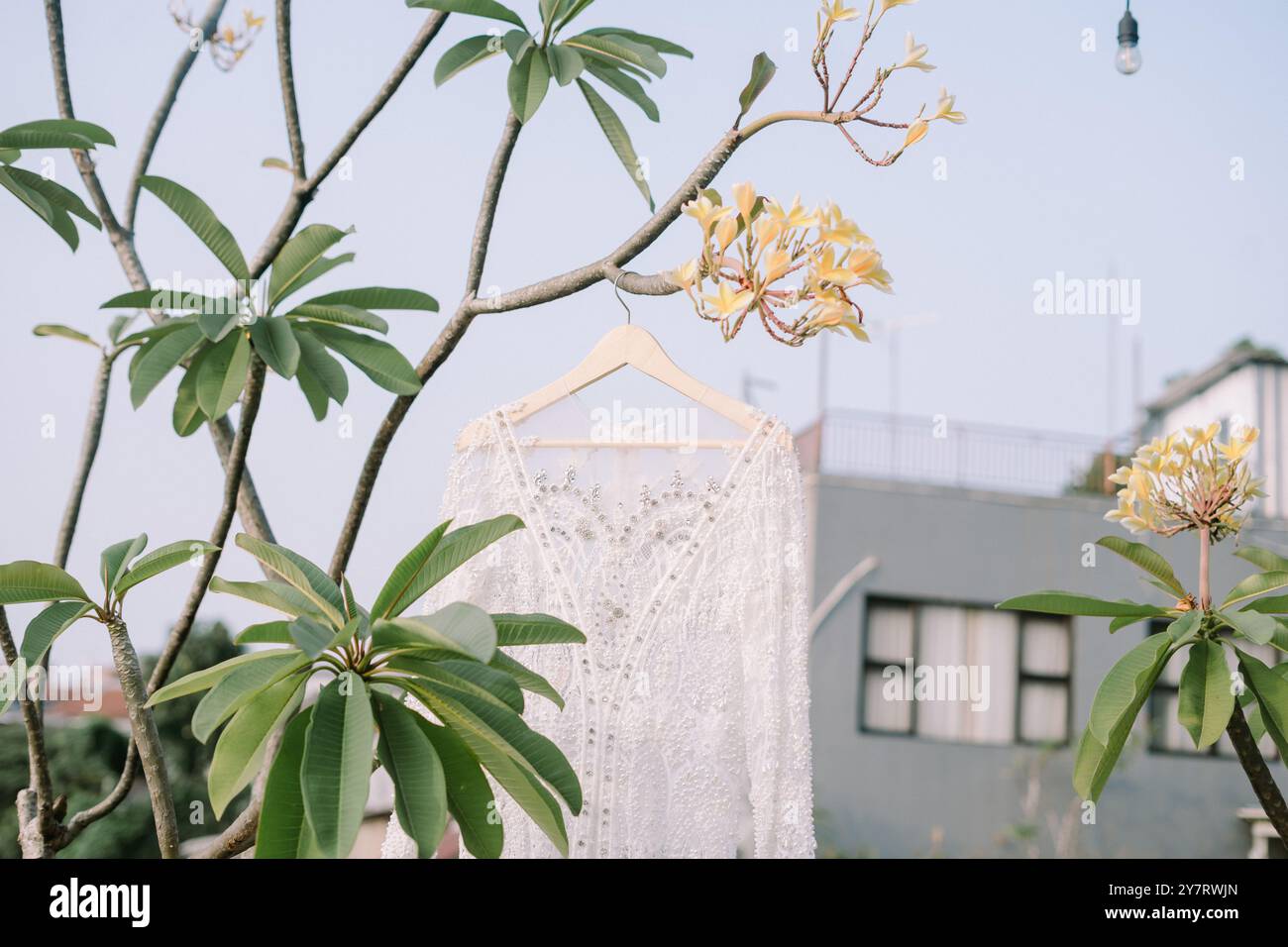 A wedding gown elegantly hung on a tree branch, creating a unique and ...